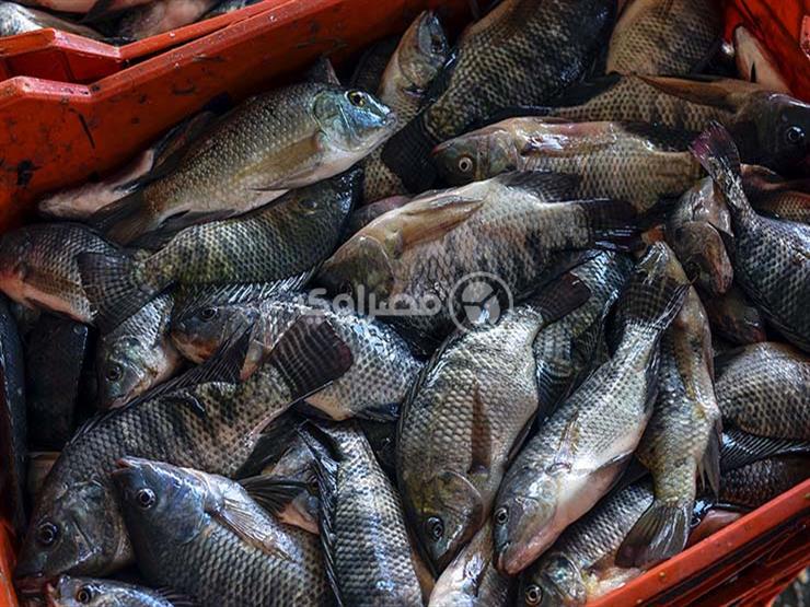 بالصور- مزاد الشخلوبة.. هنا يباع سمك بحيرة البرلس...مصراوى